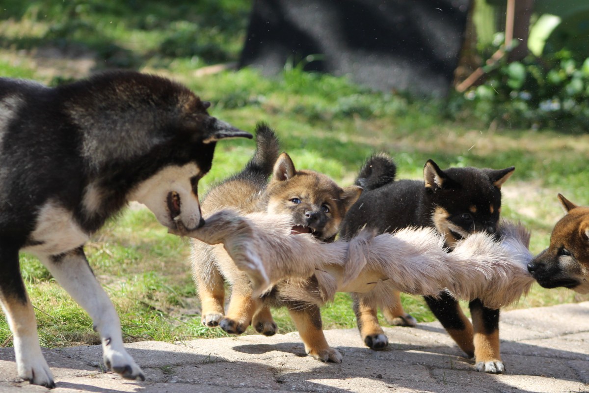 Preservation breeding and the Shiba Inu – Boomlay Shiba Inu