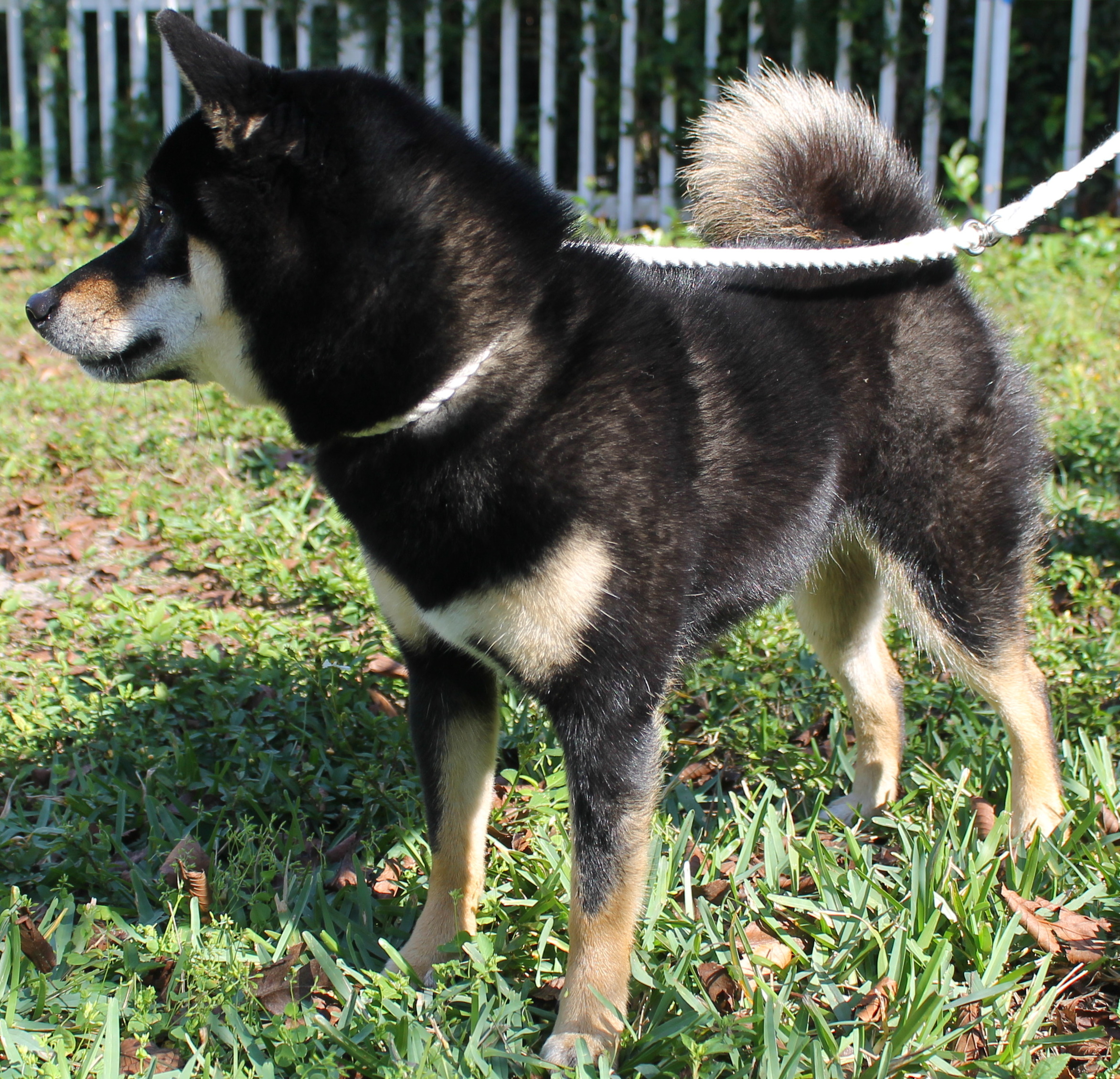 Tsubaki coat color 13 months – Boomlay Shiba Inu