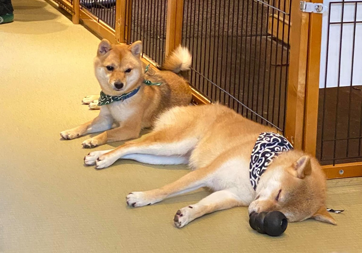 The Mame Shiba – Here to Stay – Boomlay Shiba Inu