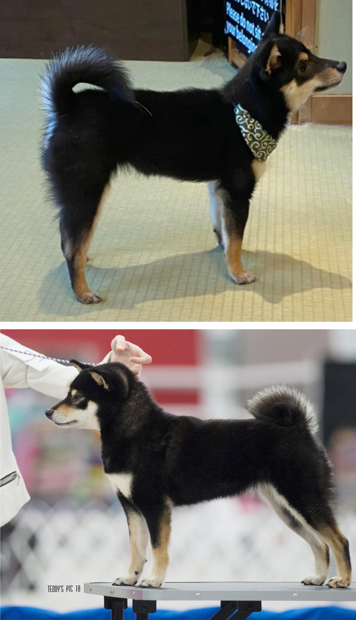 The Mame Shiba – Here to Stay – Boomlay Shiba Inu